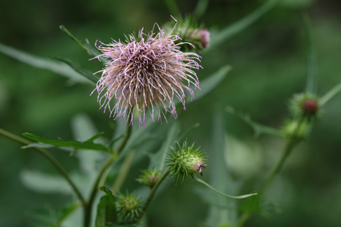 8月の長雨2021（山荘の夏2） : 還暦からのネイチャーフォト