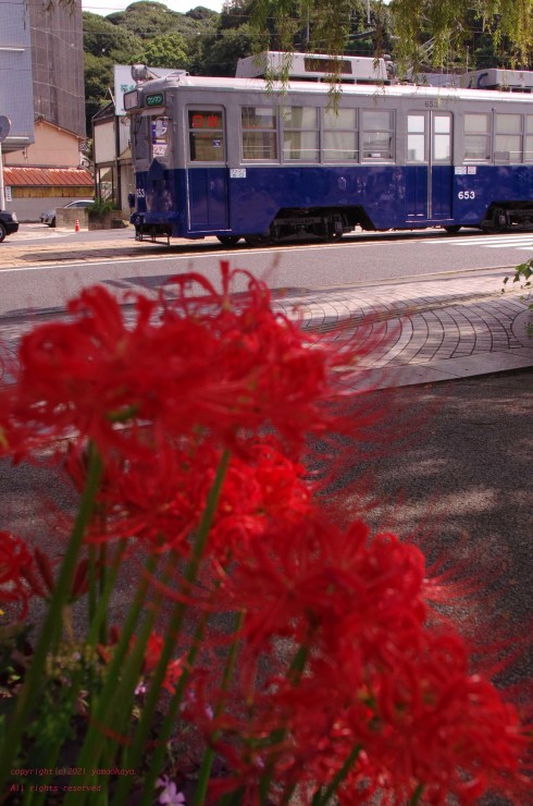 彼岸花の通り : ローカル鉄道散歩