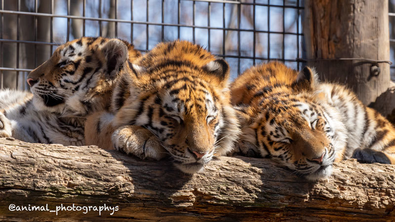 アムールトラ ミタケ(♂) : Animal_photographys's Blog