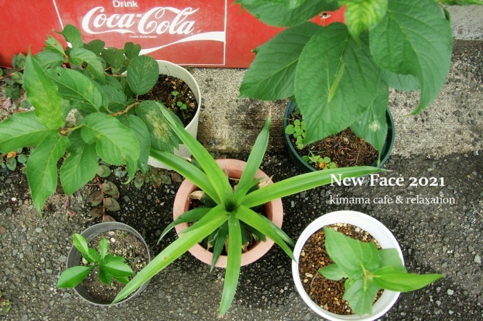 新しい顔ぶれ : kimama cafe & relaxation ～福井県坂井市にある、整体カフェのブログです～ ほっと一息、きままな時をお ...