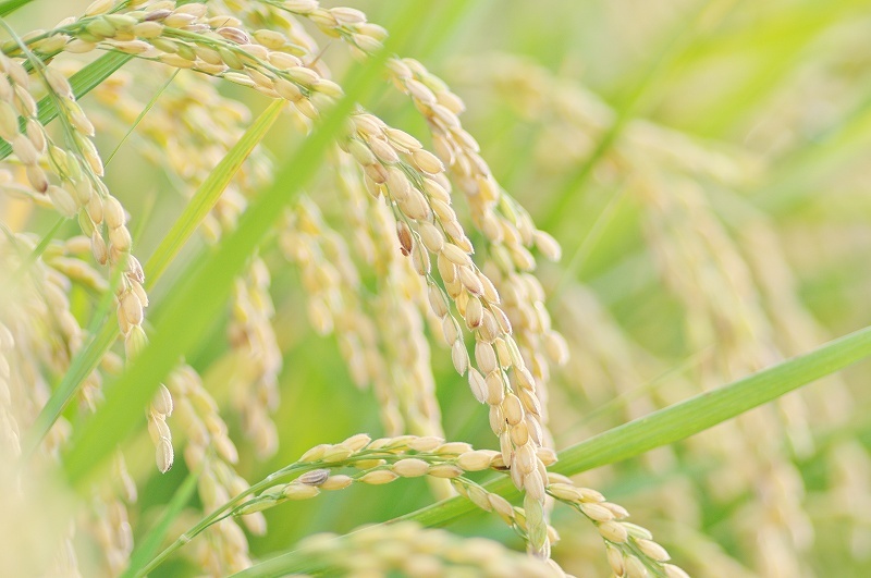 稲穂 : 自然と仲良くなれたらいいな3