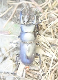 コクワガタ : 湧雲日記
