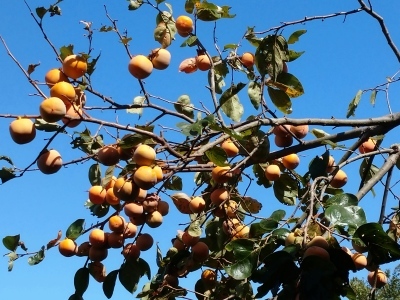 柿に見る異変 : ひろりんの窓