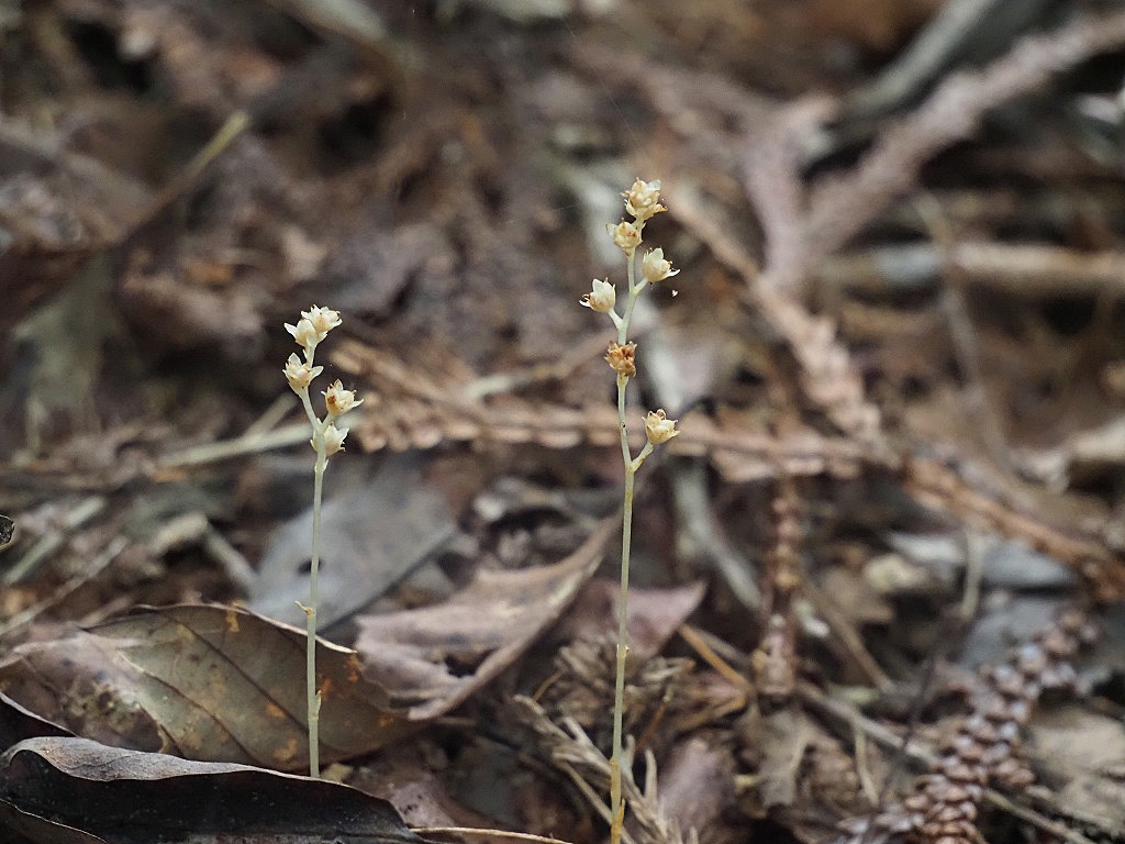 サクライソウ （サクライソウ科） : 私の植物観察日記