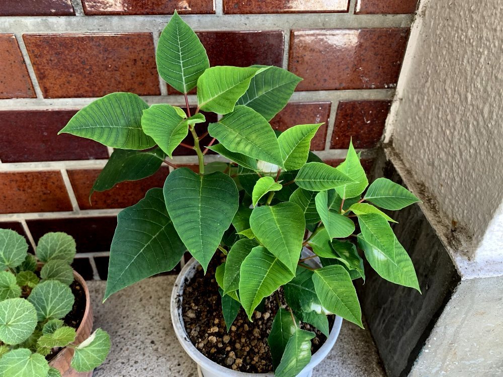 ☆赤くできるかな？ポインセチアの調整☆ : ガジャのねーさんの 空をみあげて☆ Hazle cucu