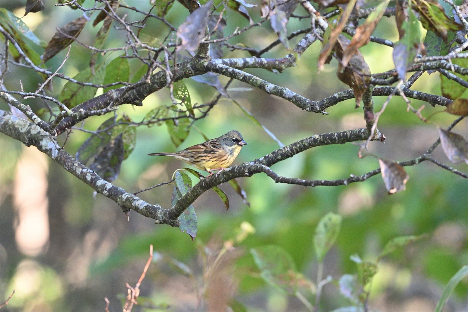 シマリーに会えた！ ～今週のウトナイ湖 : やぁやぁ。