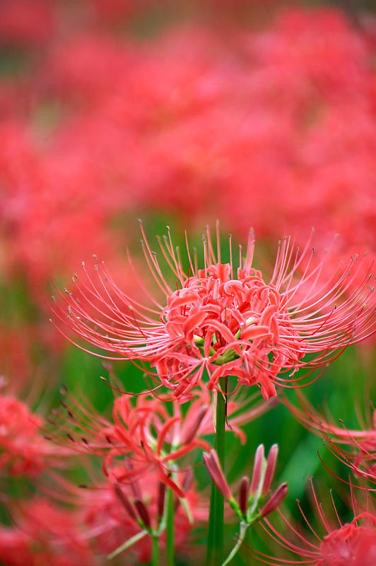 四季の花達 曼珠沙華＠滋賀県 犬上川の堤防 : デジタルな鍛冶屋の写真歩記