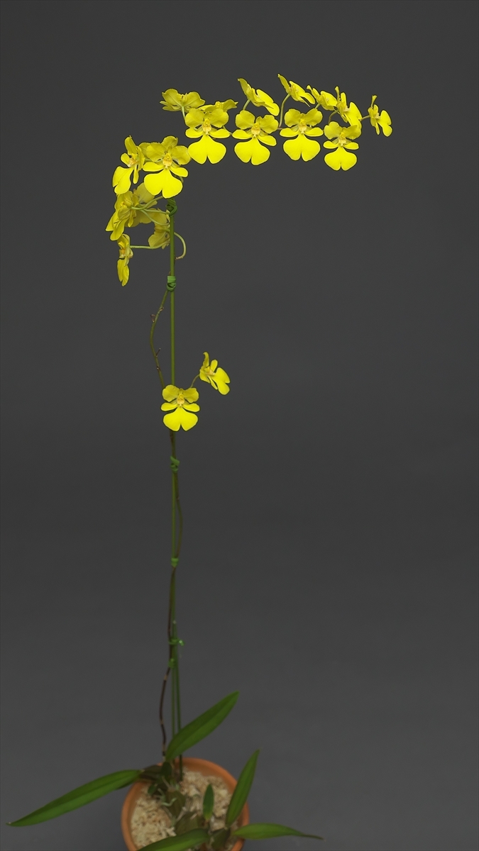 zelenkoa onusta 'Oiwake' : 花咲かじいちゃん洋らん栽培