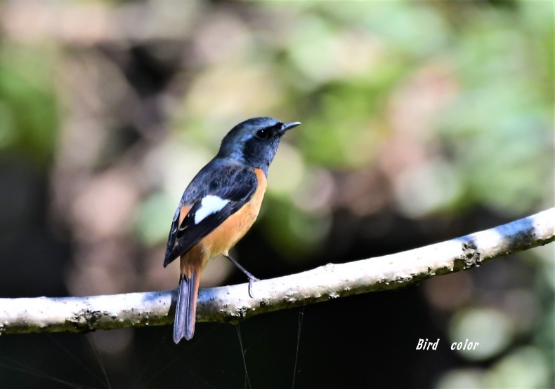 ジョウビタキ ⑥ : バードカラー