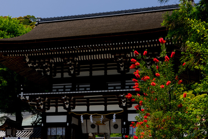 サツキ咲く曲水の庭（松尾大社） : 花景色－K.W.C. PhotoBlog