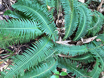 首相辞任 : 鶏肋雑記