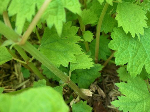 ヤブマオ（藪麻苧）、マメアサガオ（豆朝顔） : 世話要らずの庭