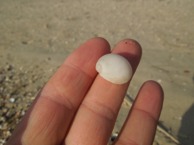 たまには貝殻を中心に : 拾うたんじゃけえ！ 甲