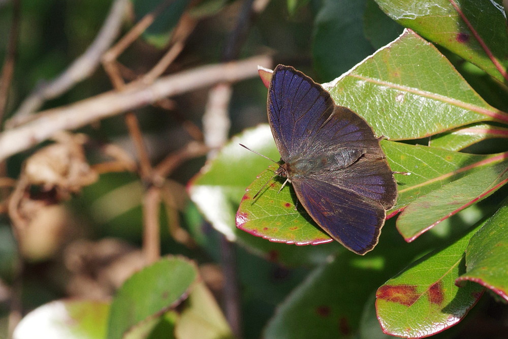 2021．11．29 東京・サザンカの裏通り ムラサキツバメ 2021．12．7 （記） : たかがヤマト、されどヤマト