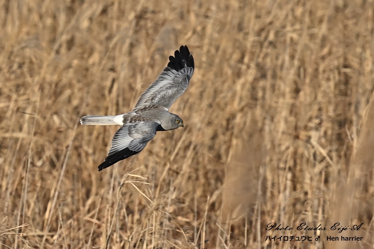 ハイイロチュウヒ・・・葦原の貴公子 : フォト エチュード Photo-Etudes