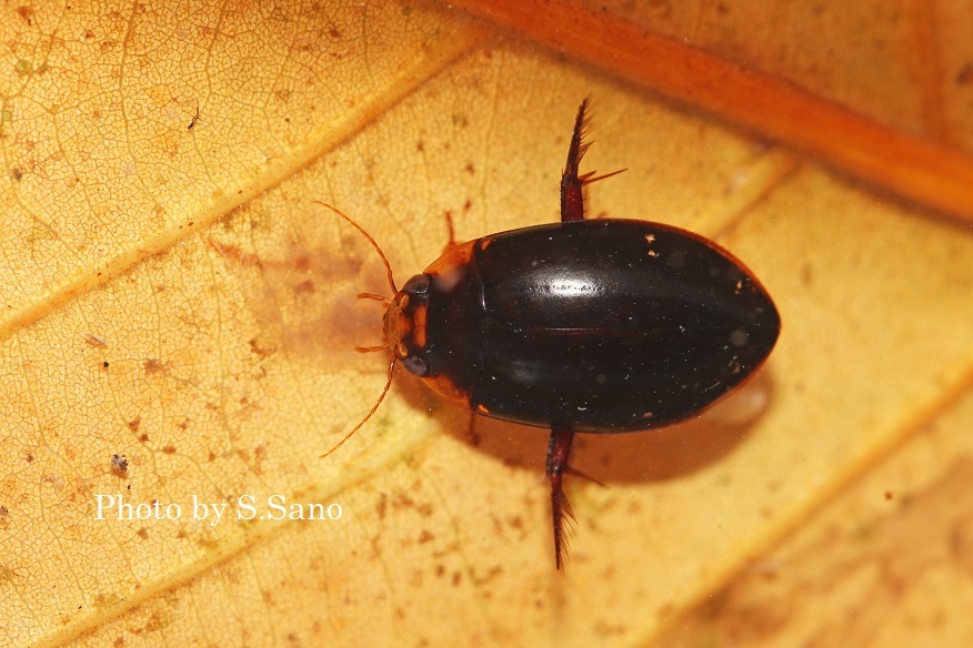 Hydaticus seminiger : 海を歩くゲンゴロウ