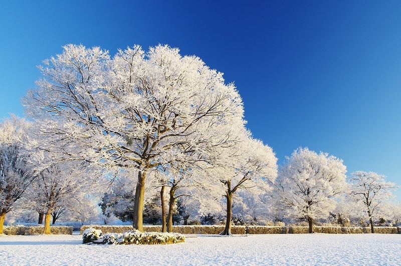 公園の樹々も凍てついた朝 : 自然と仲良くなれたらいいな3