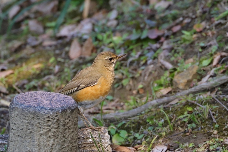 アカハラ？マミチャジナイ？♪ : happy-cafe*vol.2