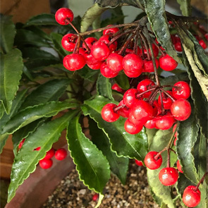 2022年 : 鶏肋雑記