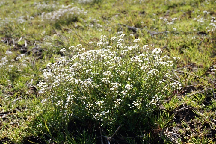 タネツケバナ（アブラナ科） : 阿蘇望亭の「気ままなブログ」