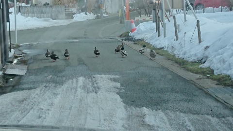 新・新黒猫館通信・番外編