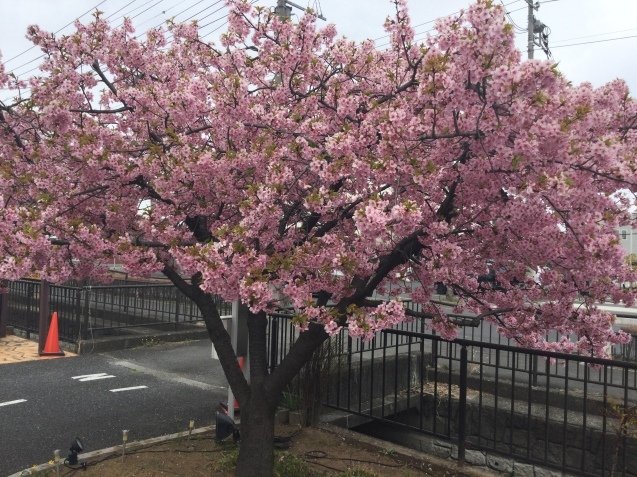 桜満開 : 「くう・ねる・あそぶ」のホテル備忘録
