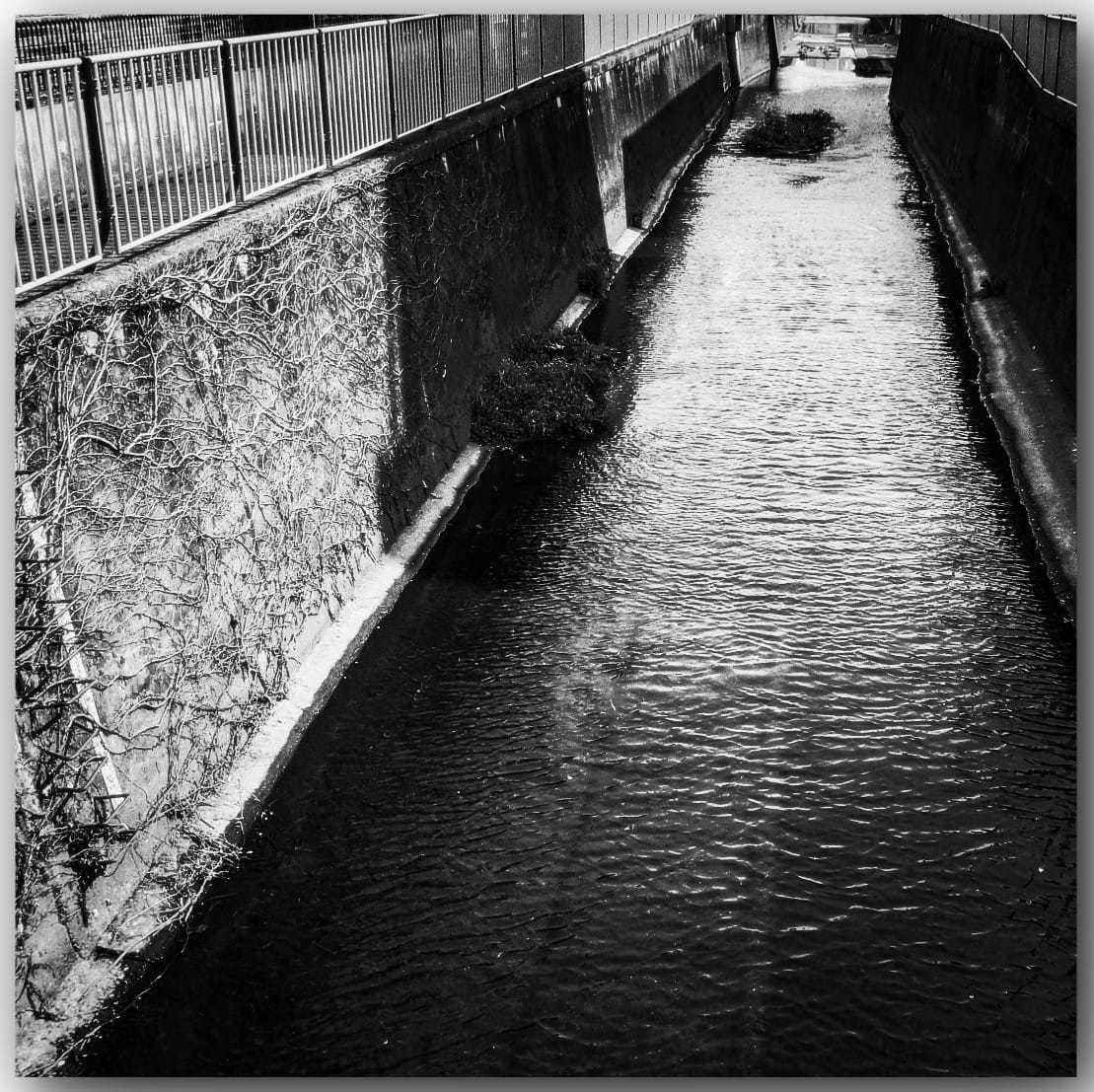 Ivy entwined river wall : Past Light