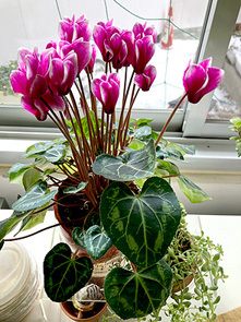 オープンアクセス誌 : 鶏肋雑記