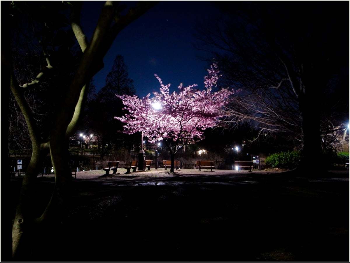 Spring night : Past Light