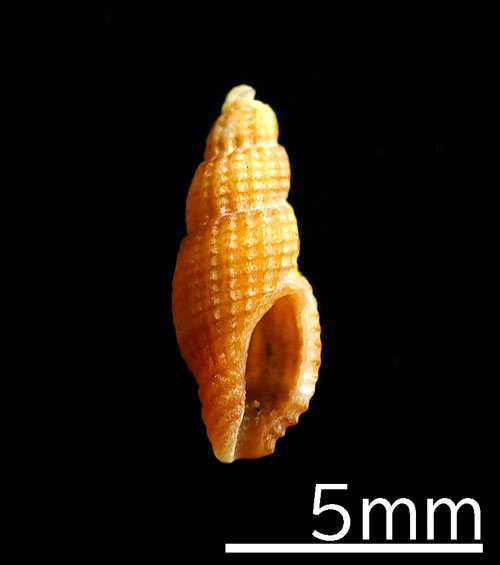 トウキョウコウシツブ : 福井の打上げ貝
