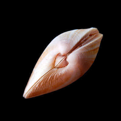 ヒナガイ : 福井の打上げ貝