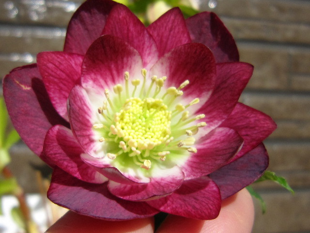 クリスマスローズ2022-③ : 七海のクリスマスローズBlog