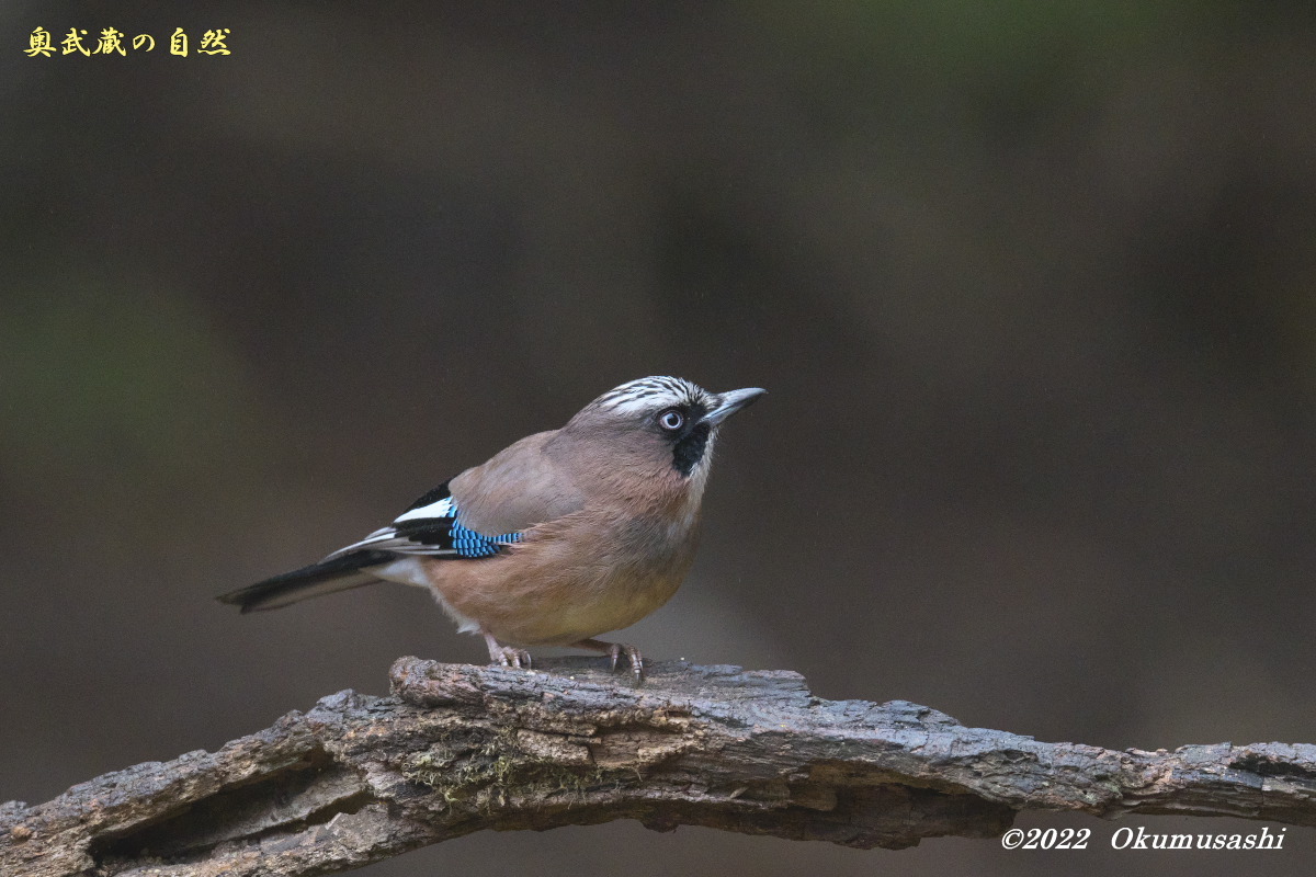 山のカケス : 奥武蔵の自然