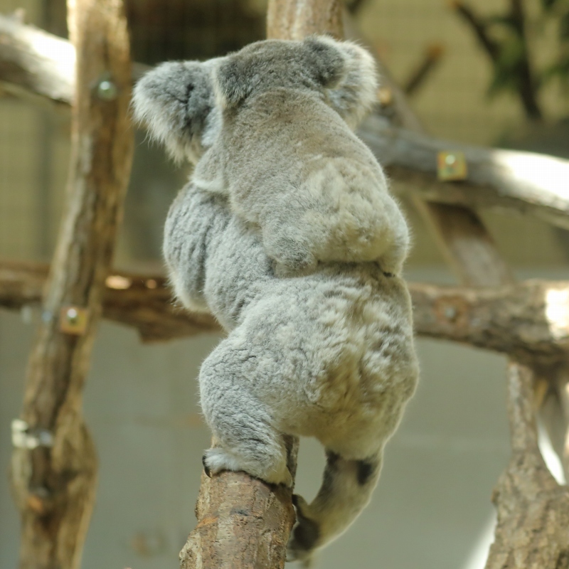 コアラの「こまちママ」と、生後10ヵ月の赤ちゃんの冒険 : 旅プラスの日記