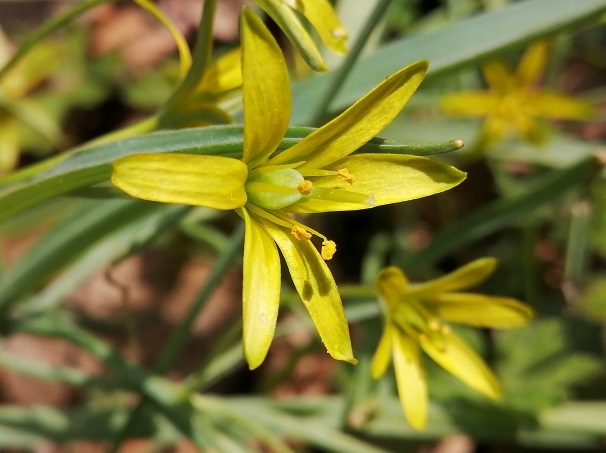 お花散策・・・ヒメフタバラン、キバナノアマナ : 信ちゃんの美夜古たより