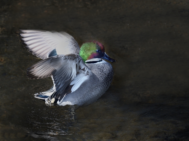 トドの野鳥日記