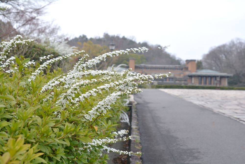 春の白 5丁目のシロヤナギなど : 明治村が大好きな、とある村民のブログ