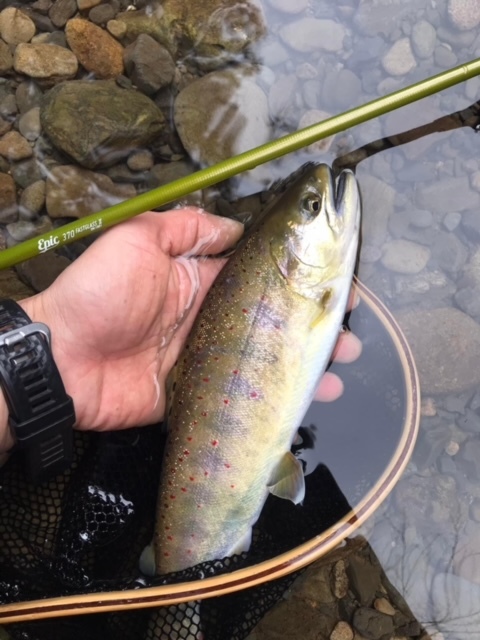 Epic 370 Fastglass Fly Rod : 南紀のフライフィッシング(フライ Epic 370 Fastglass Fly Rod : 南紀のフライフィッシング(フライ