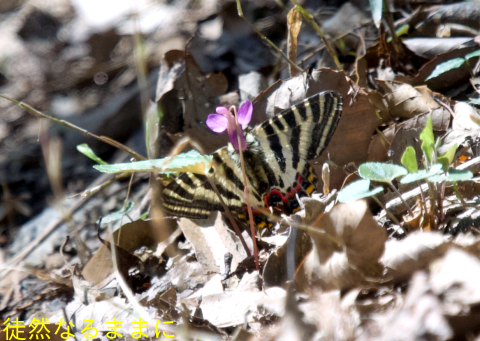 ギフチョウ交尾・吸蜜シーン : 徒然なるままに