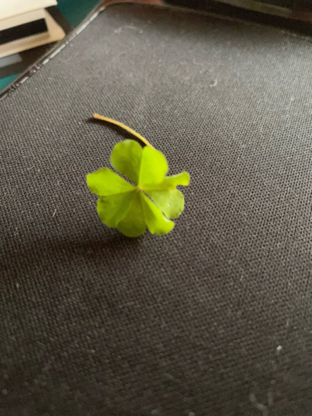 地上50mでも野菜はできました、そして3mへ