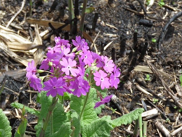 リンドウの徒然日記Ⅱ