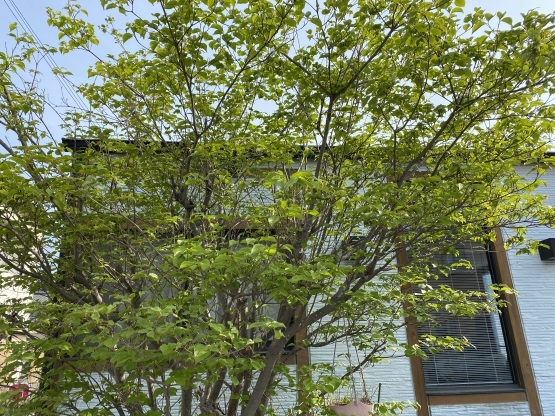 トラッドライフ