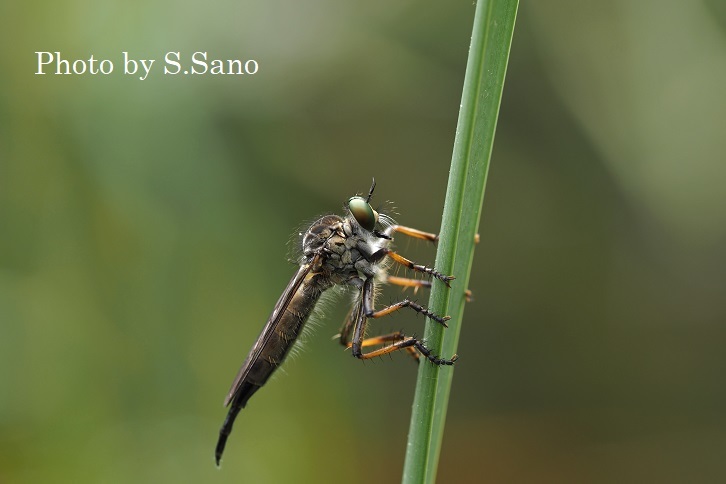 観音崎周辺の水生昆虫（2022年4月） : 海を歩くゲンゴロウ