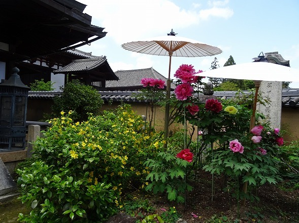 當麻寺・中之坊の白藤と牡丹 : 彩の気まぐれ写真