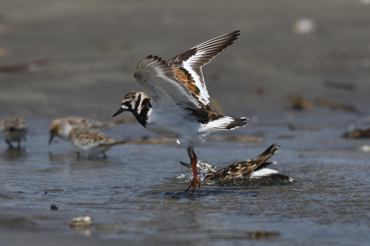 キョウジョシギ : 鳥・撮り・トリミング
