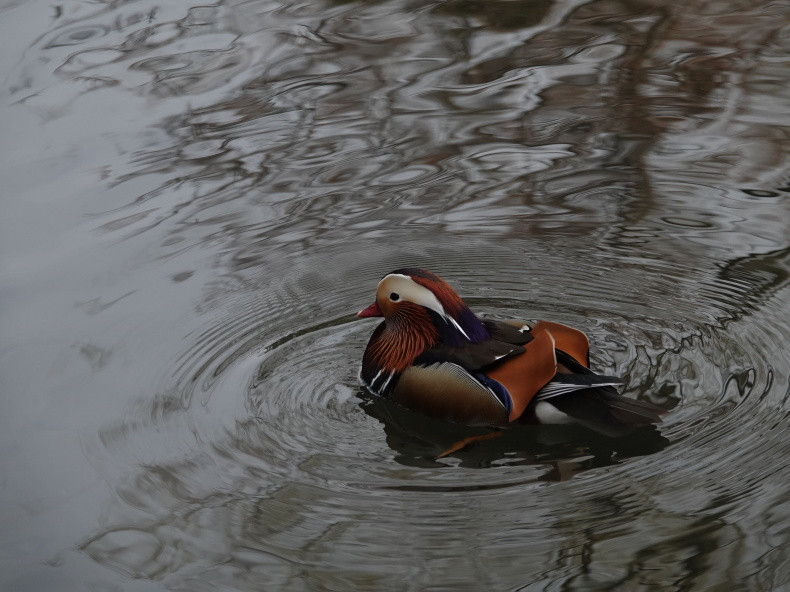 オシドリくん。 : ヒロムシ君のお散歩日記