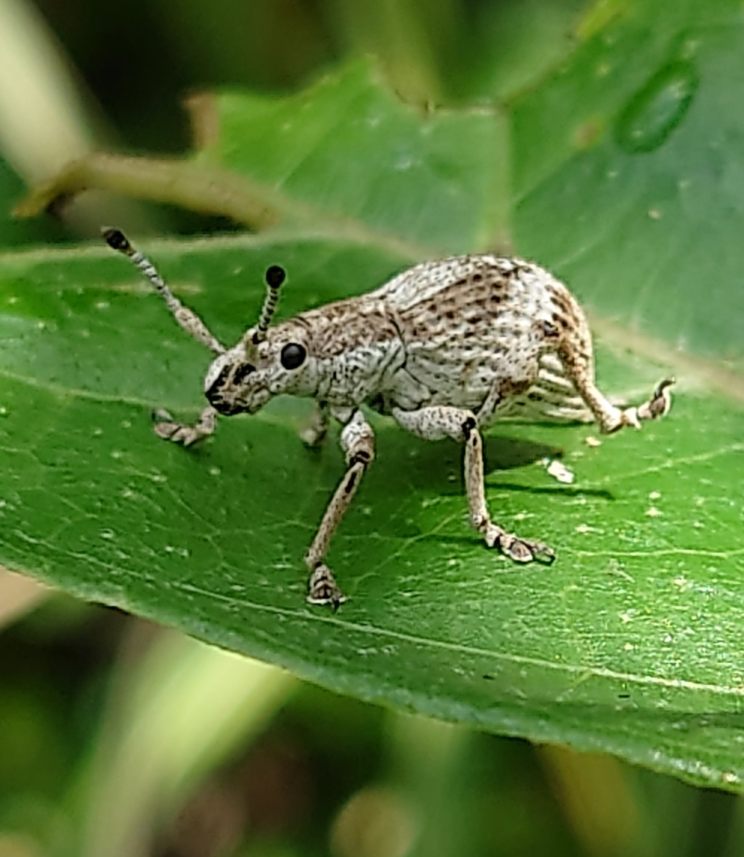 ゾウムシの種類、クワゾウムシなど : 写真と短い文章 5