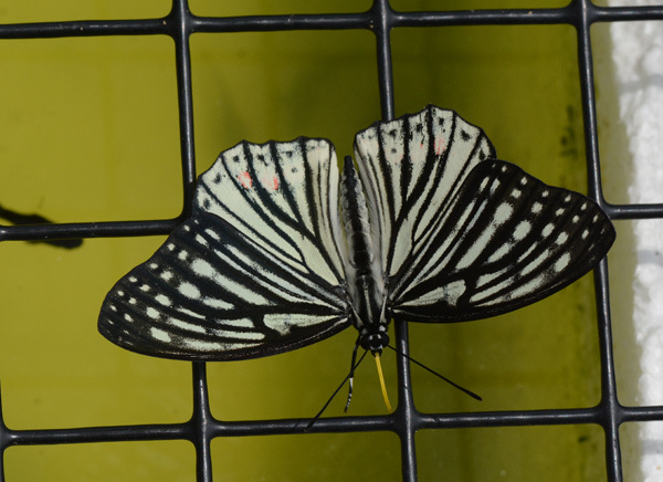 花めだか＠だって おばちゃんだもん