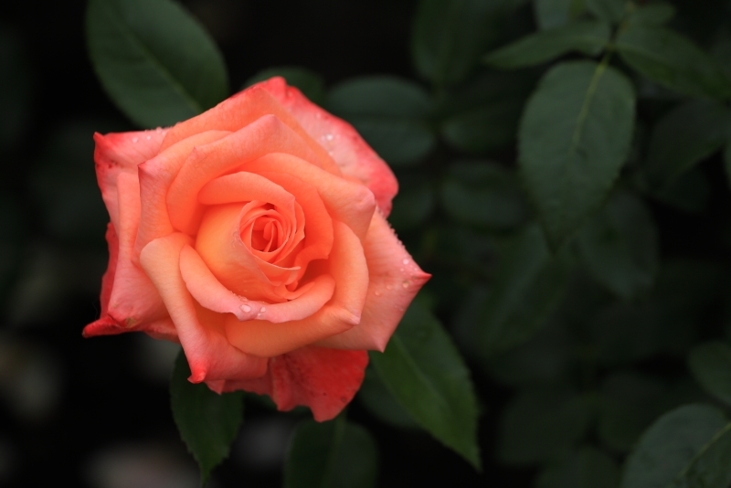 妻沼道の駅 ばら園・・・2 : 四季折々