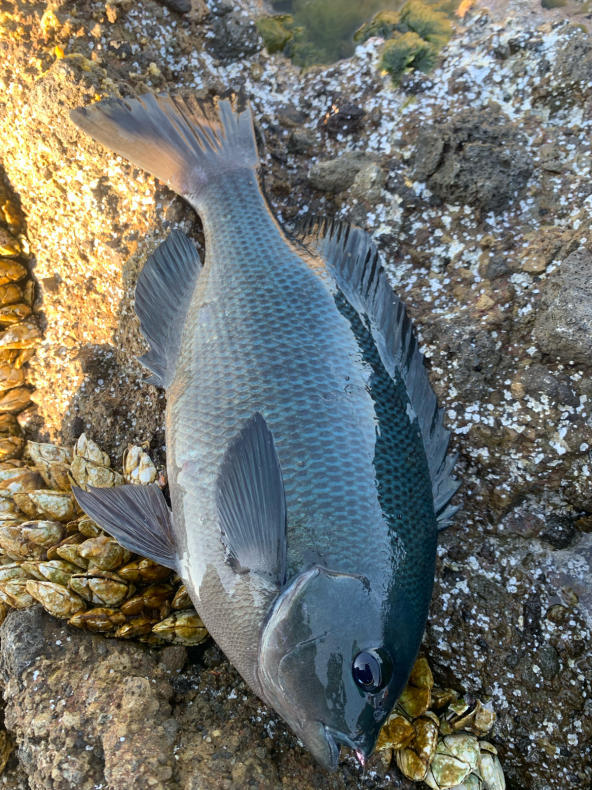 ウキフカセ釣り 5/24 またあの強烈なのを狙いに : よねの釣りブログ